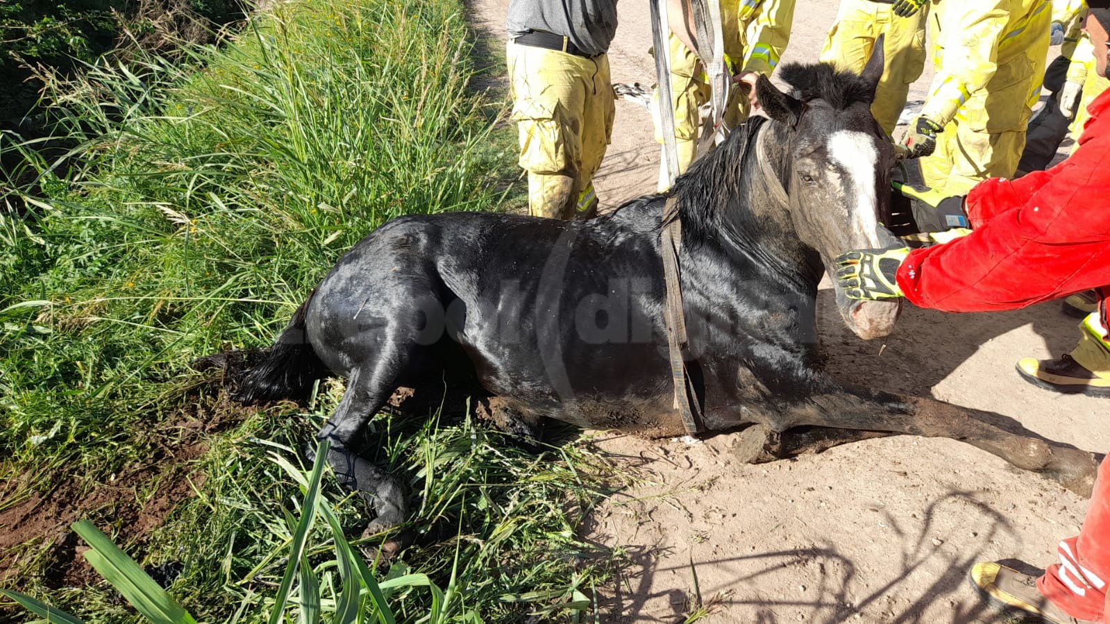 Heroico rescate de un caballo caído en una zanja | El Trebol Digital